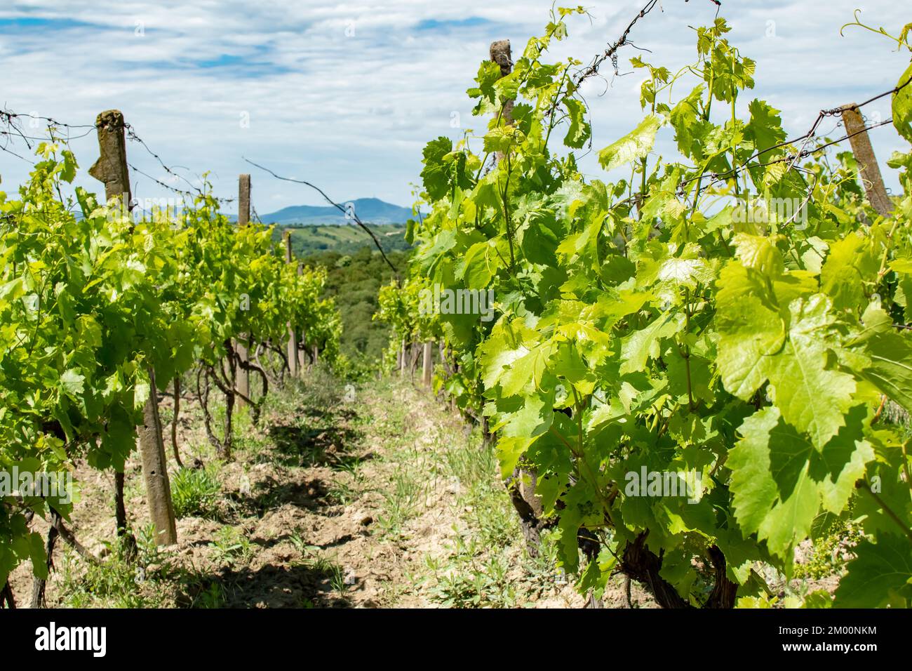 View of vineyards near Palava, Czech Republic Stock Photo - Alamy