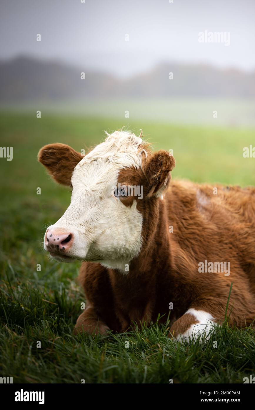 Weaner cow calf hi-res stock photography and images - Alamy