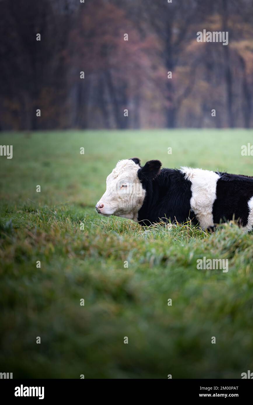 Black white cow lies on a green meadow, brown trees in the background ...
