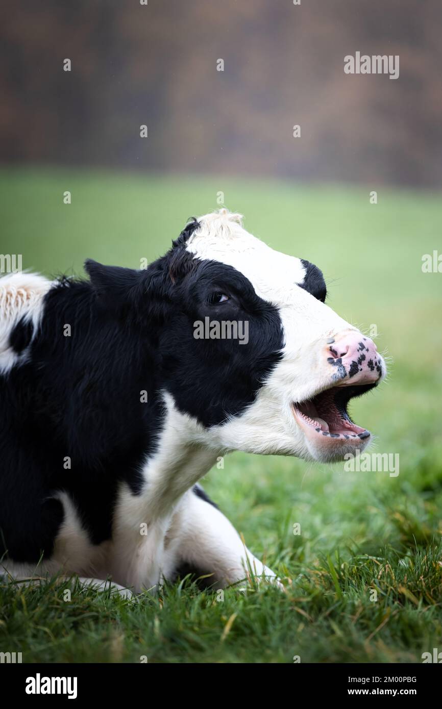 Mouth cattle hi-res stock photography and images - Alamy