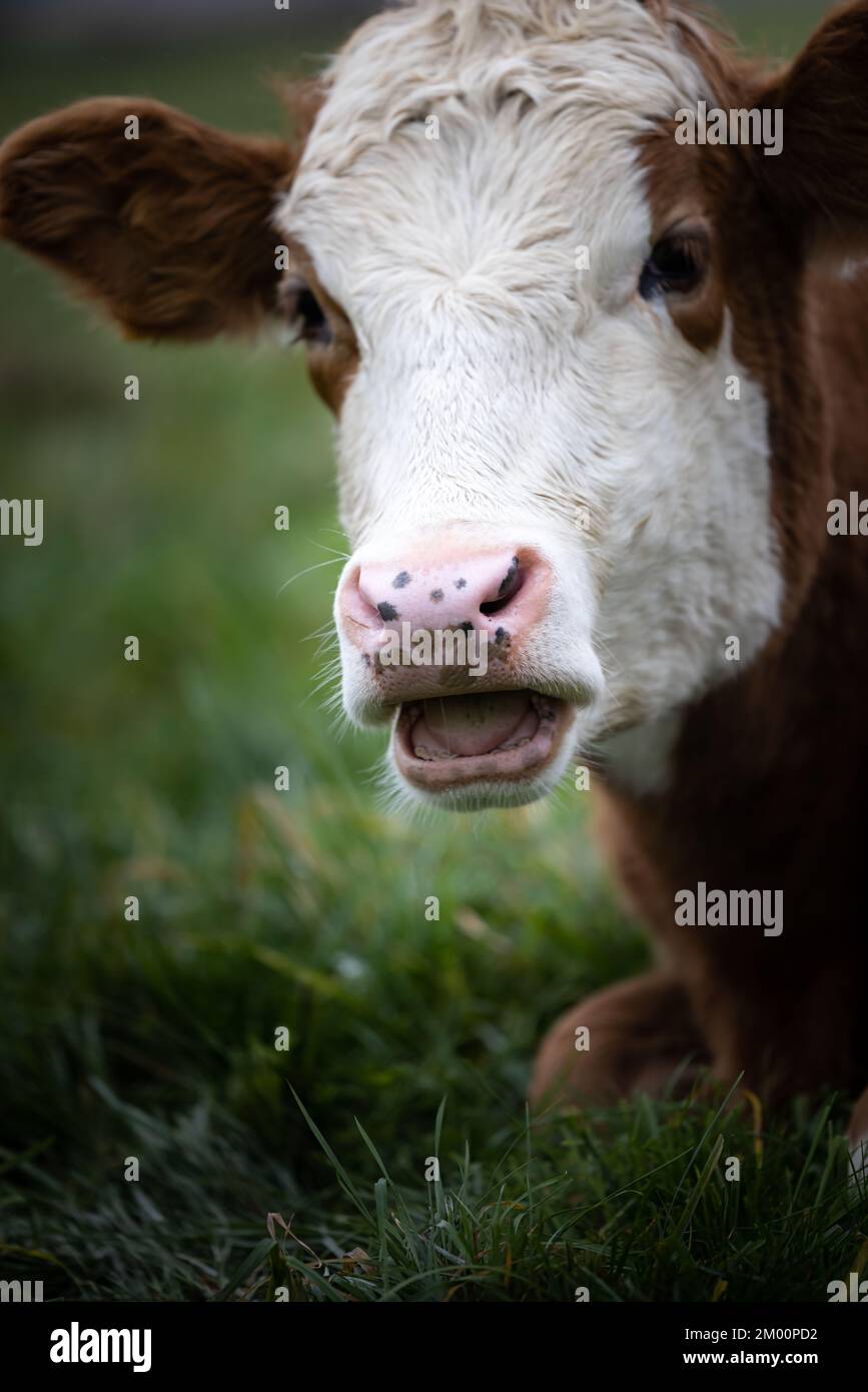 Mouth cattle hi-res stock photography and images - Alamy