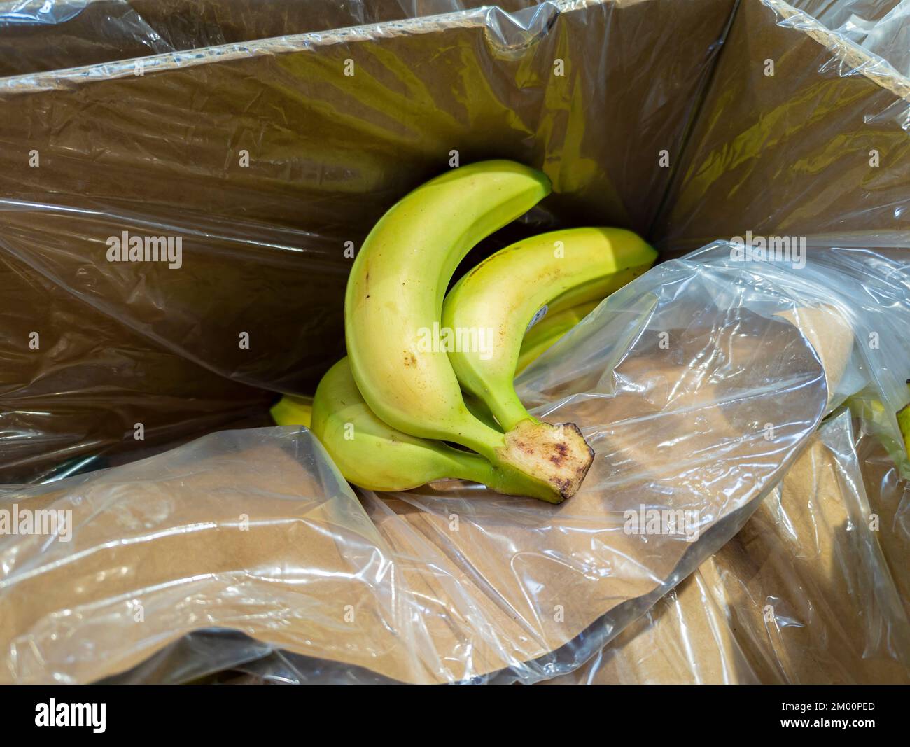 Canarian bananas in cardboard boxes in a supermarket ready for sale ...