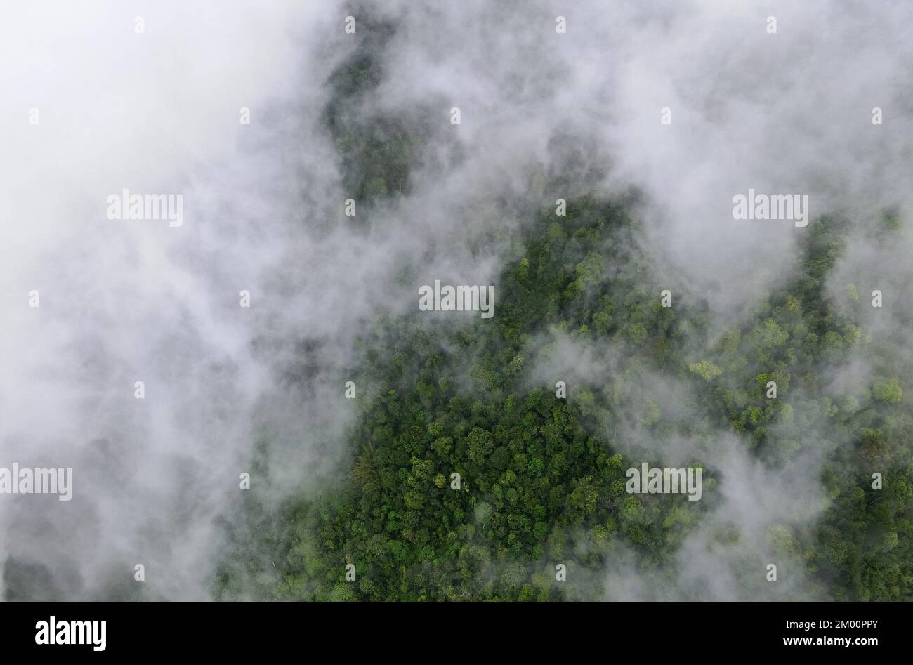 Aerial top down view Malaysia rainforest in morning low cloud Stock ...