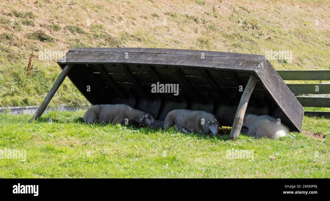 Sheep shadow hi-res stock photography and images - Alamy