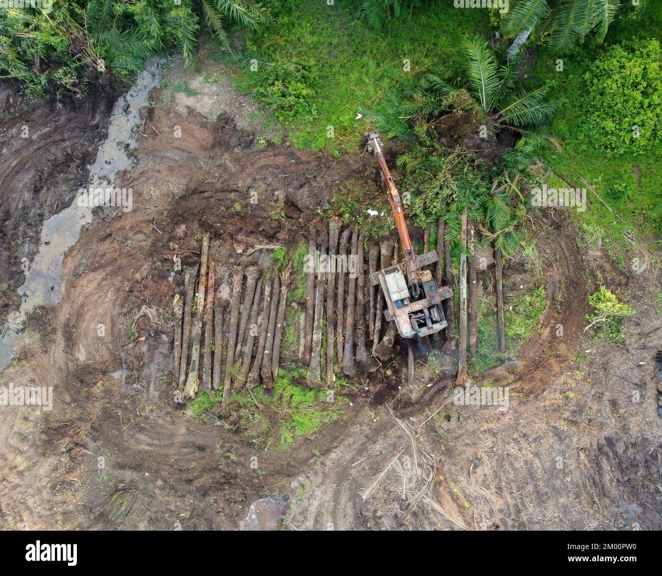 Cut down palm tree hi-res stock photography and images - Alamy