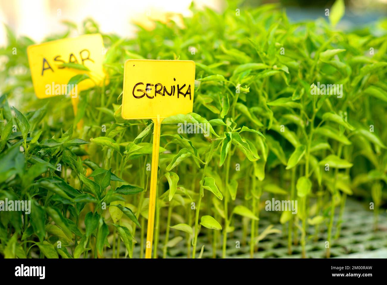 Planton hi-res stock photography and images - Alamy