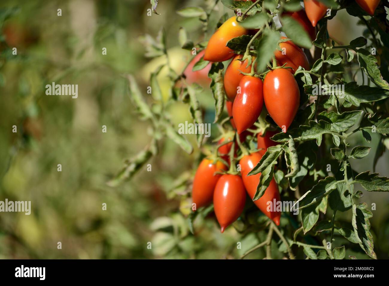 Tomato plant branch in foreground hi-res stock photography and images ...