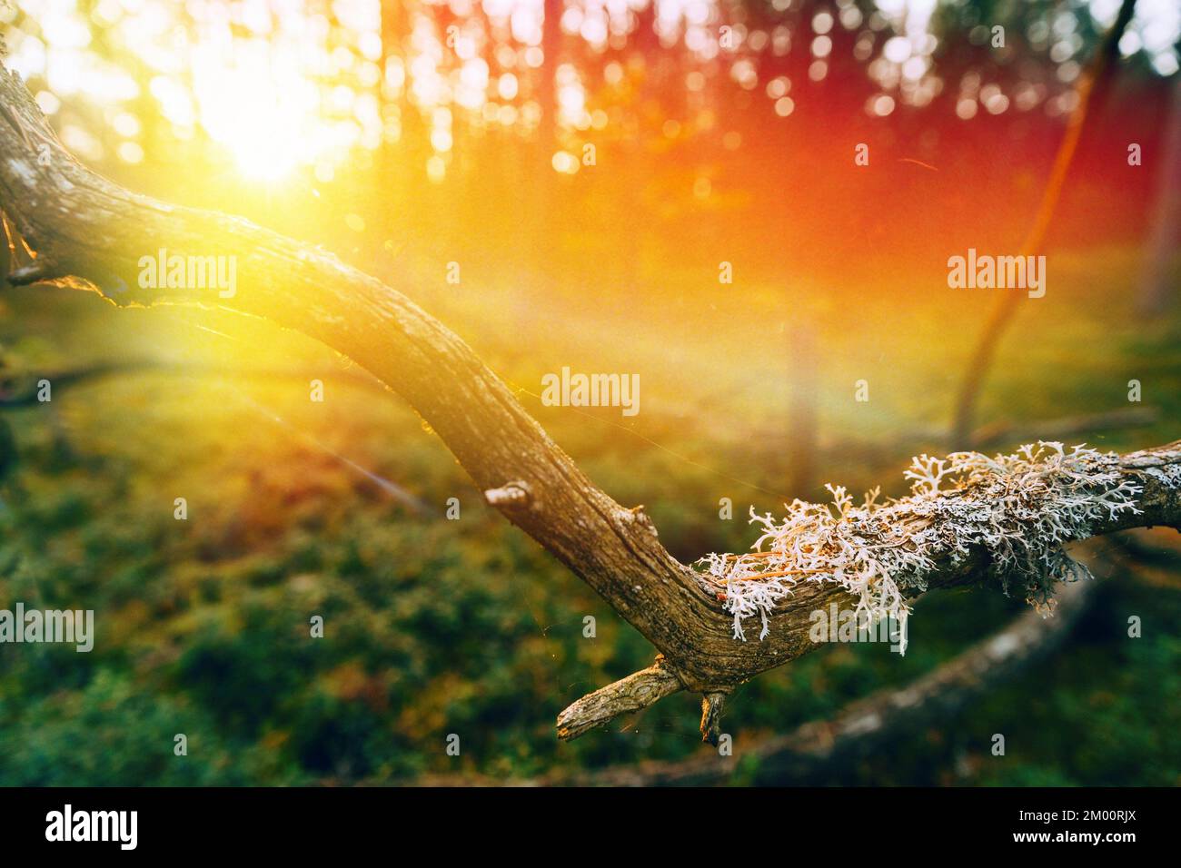 Sunshine in the autumn hi-res stock photography and images - Alamy