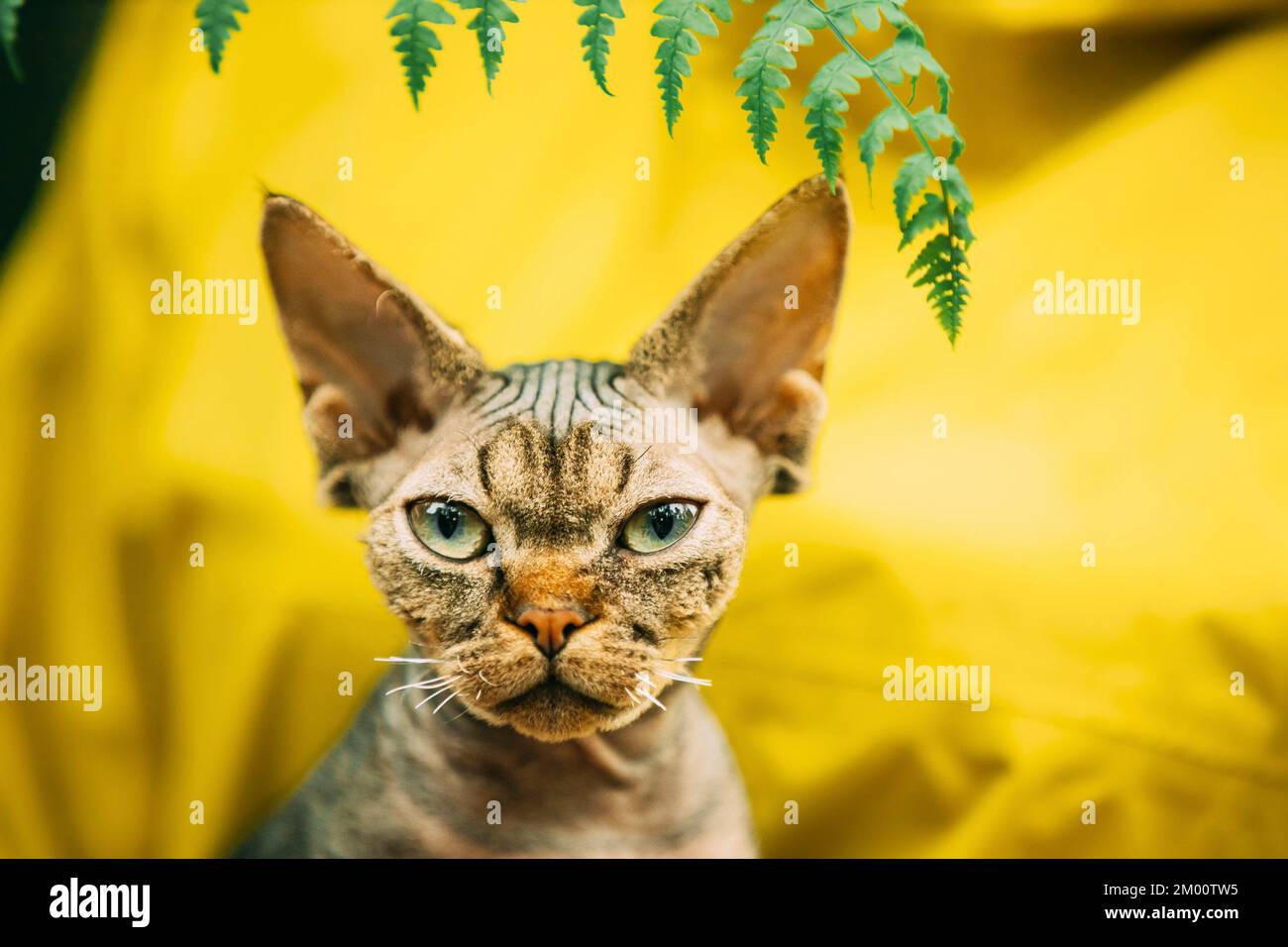 Devon rex playing hi-res stock photography and images - Alamy