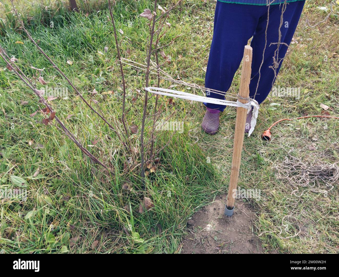 Autumn pruning and painting of trees in a the garden Stock Photo - Alamy