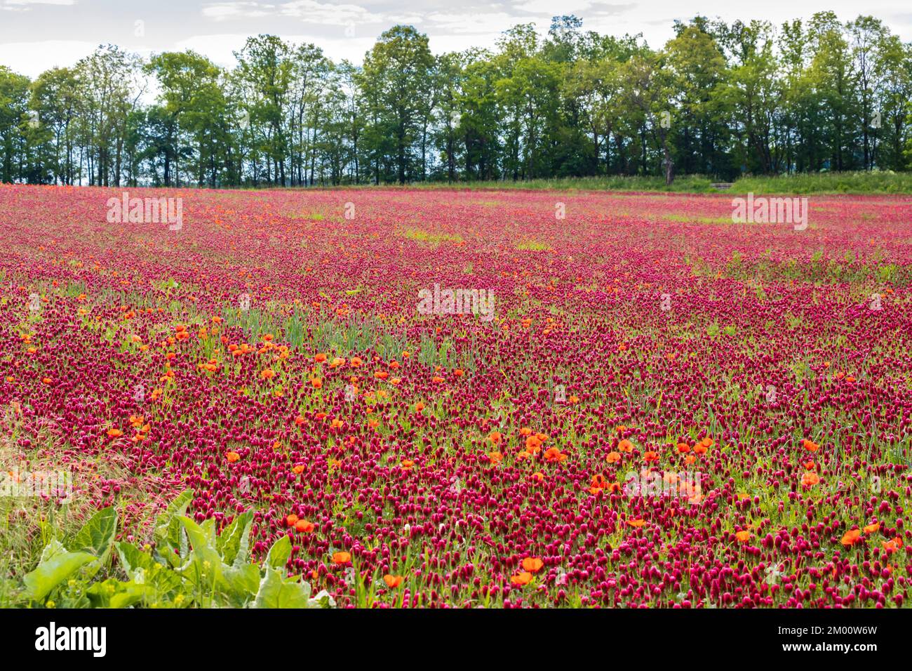 Field of clovers hi-res stock photography and images - Alamy