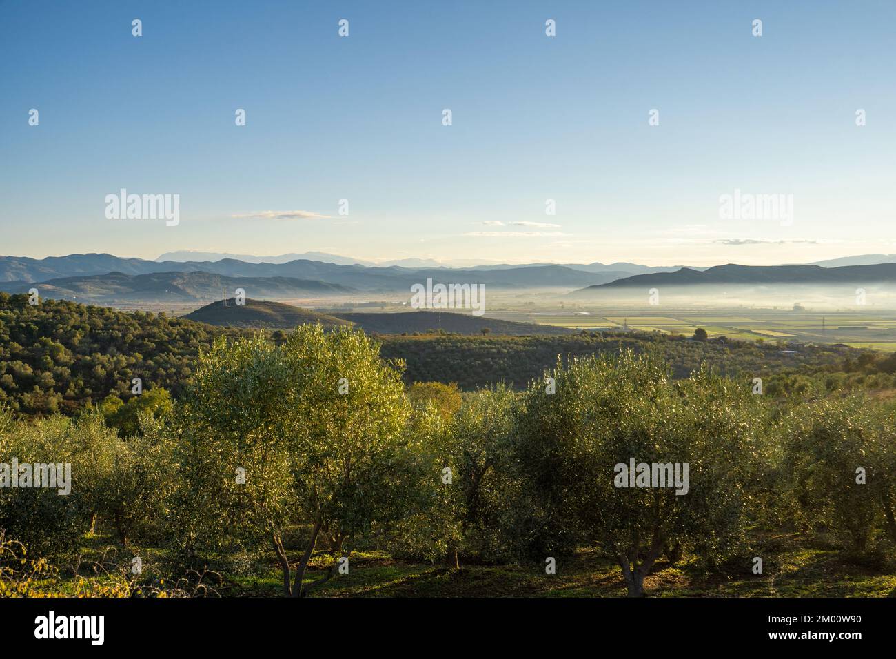 Maremma countryside panoramic view, olive trees, rolling hills and ...