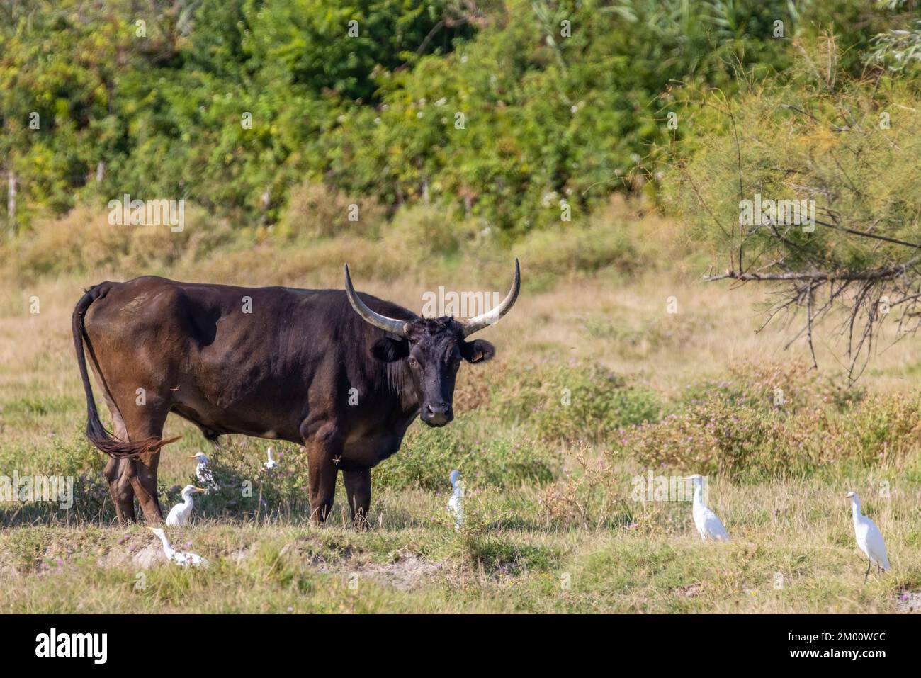 Bull bull bird hi-res stock photography and images - Alamy