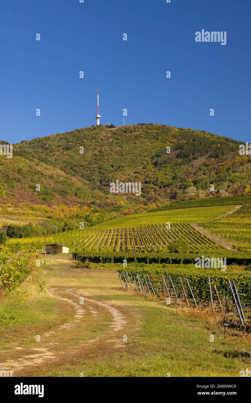 Tokaji hegy hi-res stock photography and images - Alamy