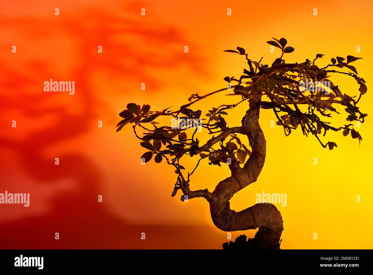 Bonsai tree shadow hi-res stock photography and images - Alamy