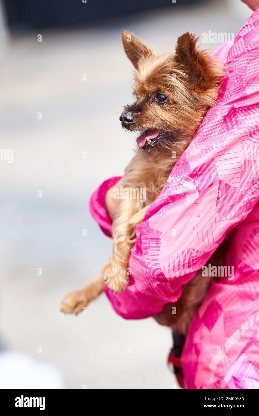 Dog in arm hi-res stock photography and images - Alamy