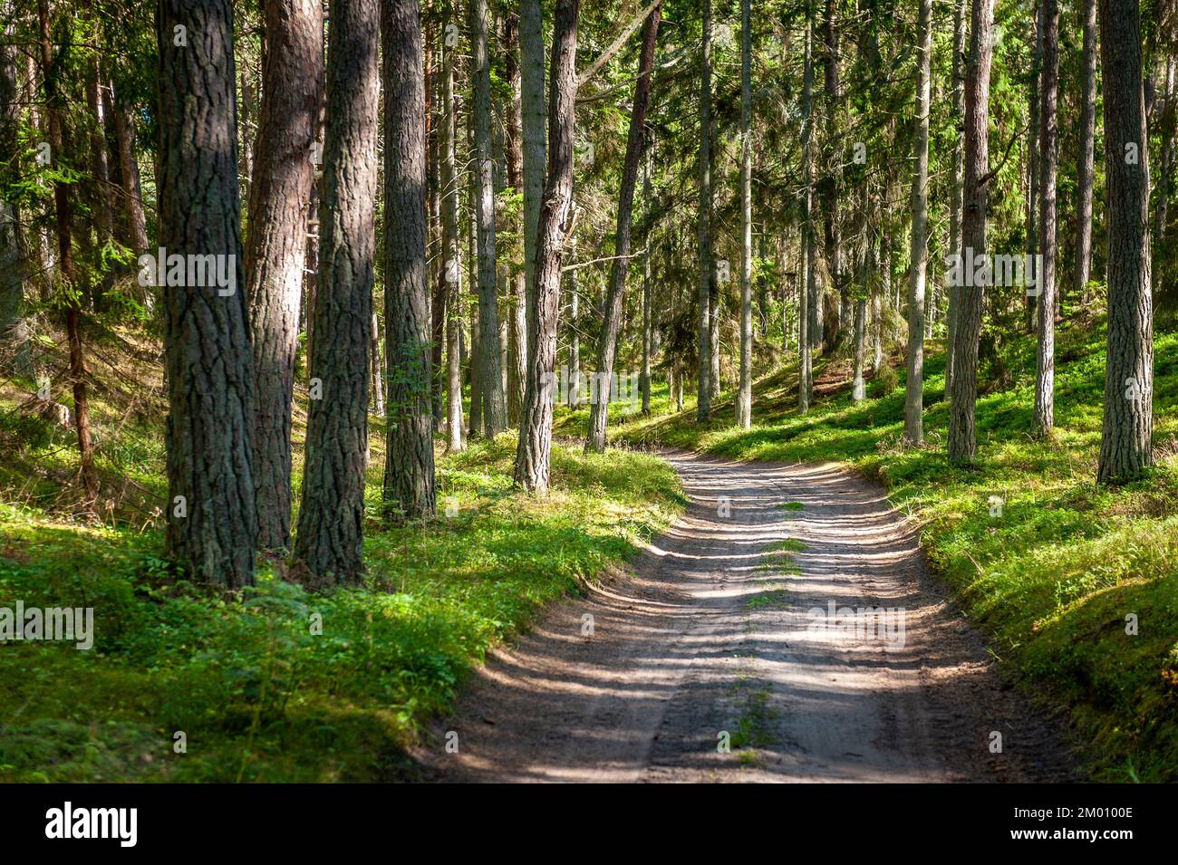 Walkway with green trees in forest. Pathway way through forest Stock ...