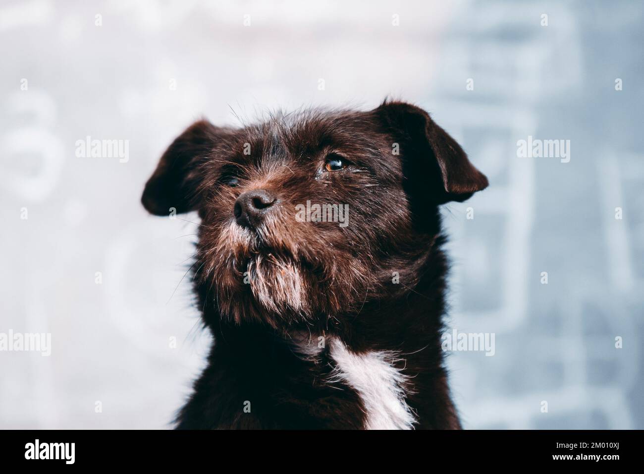 Stray animal shelters hi-res stock photography and images - Alamy