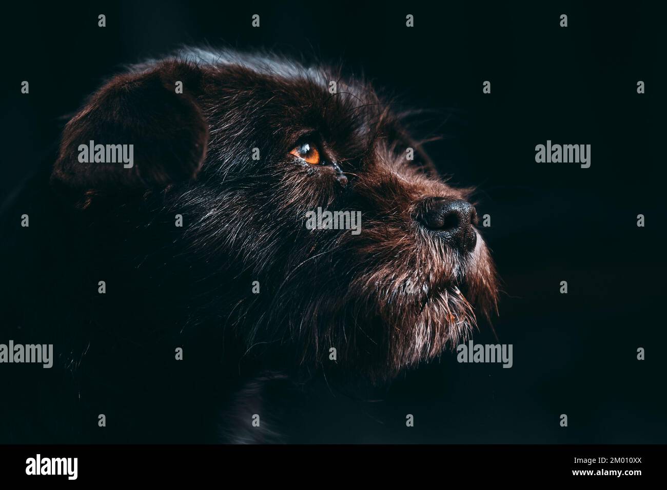 Stray animal shelters hi-res stock photography and images - Alamy