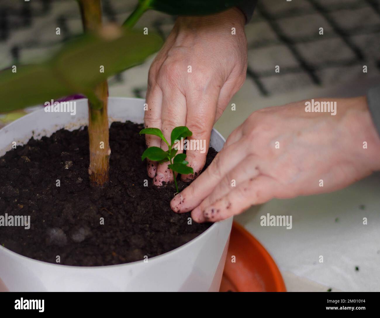 hands holding young plant. Ecology concept Stock Photo - Alamy