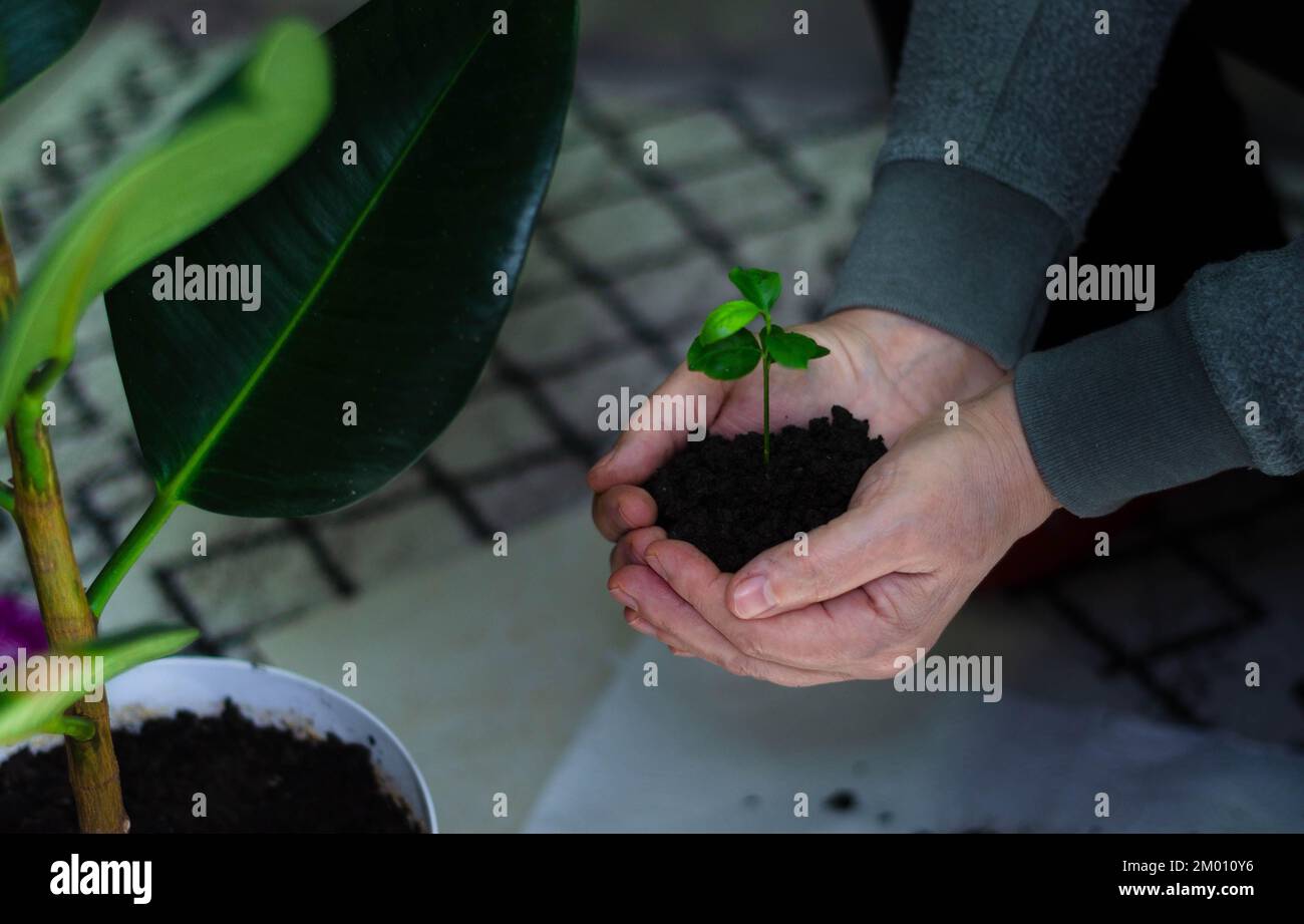 hands holding young plant. Ecology concept Stock Photo - Alamy