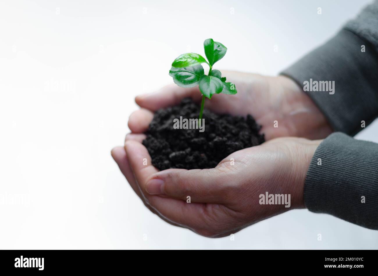 hands holding young plant. Ecology concept Stock Photo - Alamy