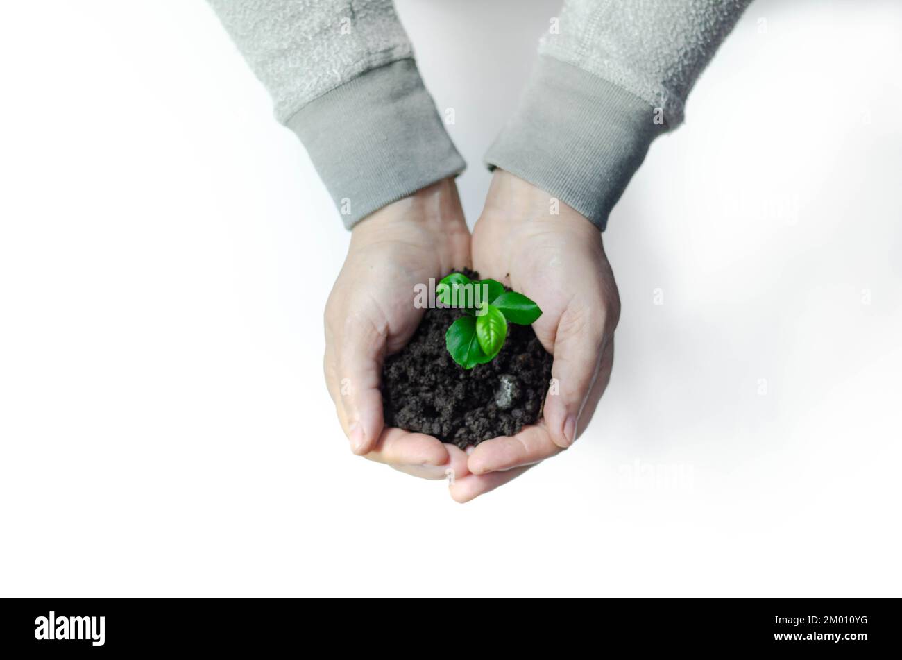 hands holding young plant. Ecology concept Stock Photo - Alamy