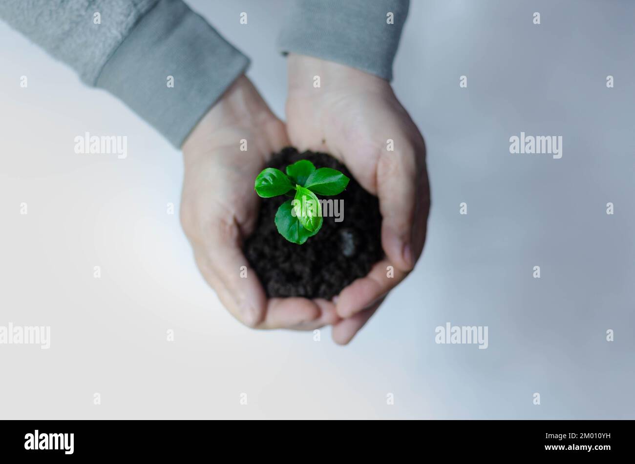 hands holding young plant. Ecology concept Stock Photo - Alamy