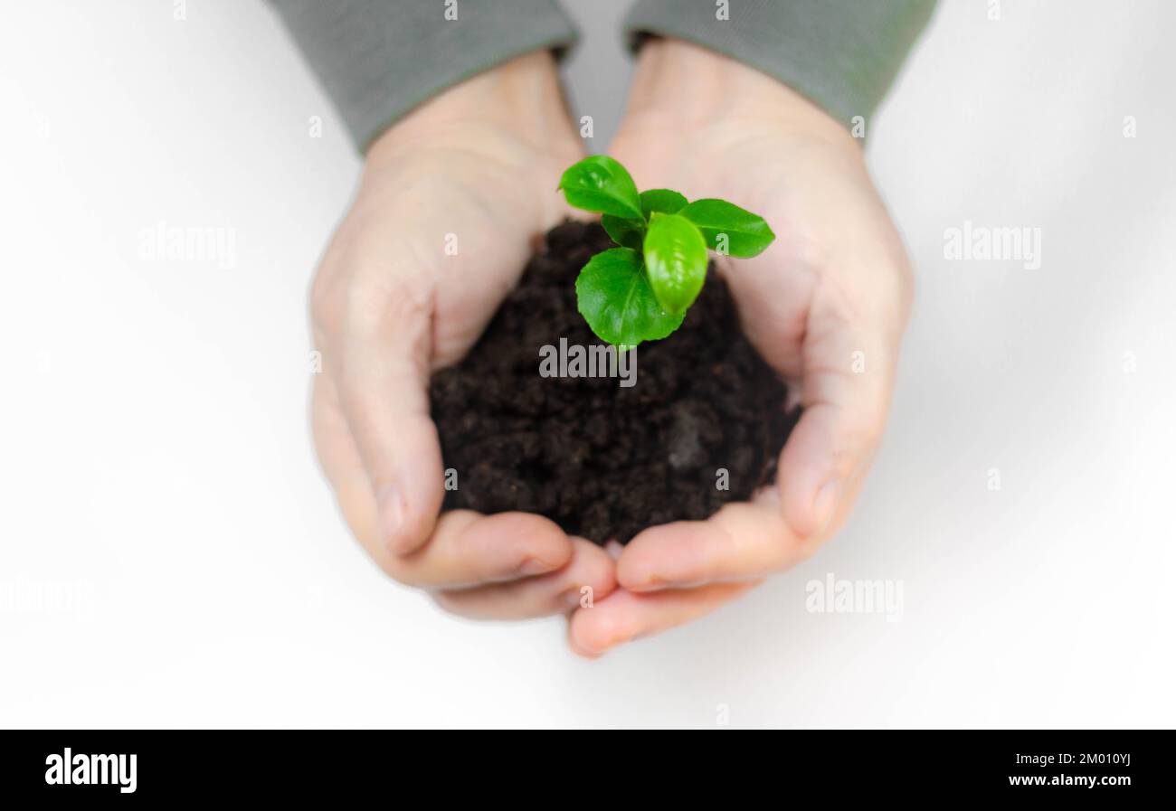 hands holding young plant. Ecology concept Stock Photo - Alamy