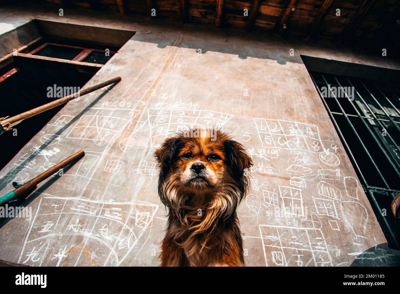 Stray animal shelters hi-res stock photography and images - Alamy
