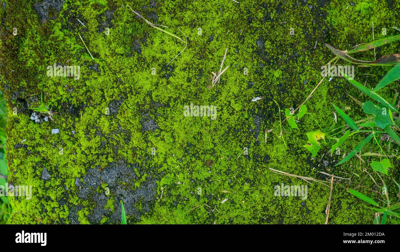 mossy concrete and overgrown with weeds Stock Photo - Alamy