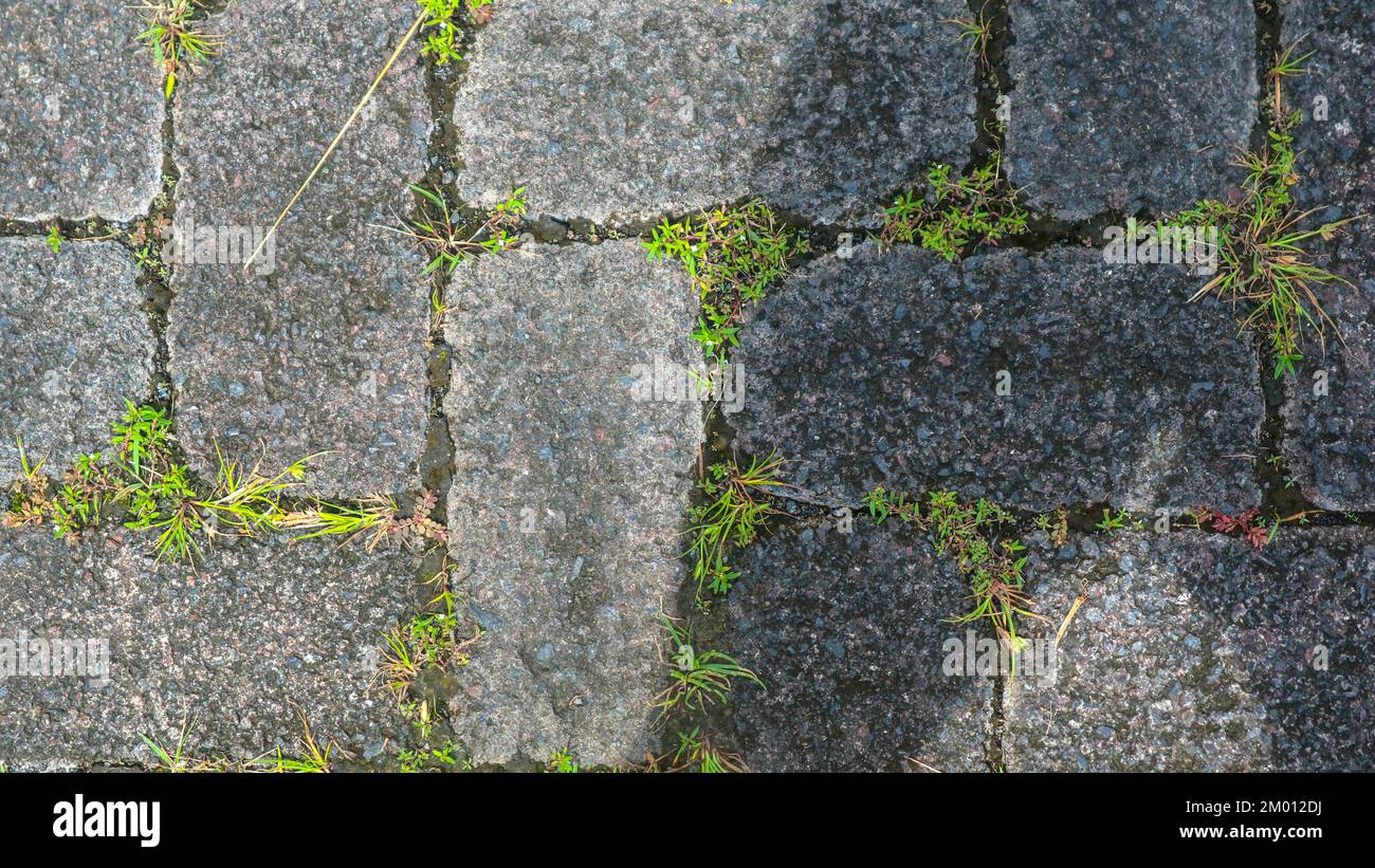 paving block texture with weeds in the gaps in the background Stock ...