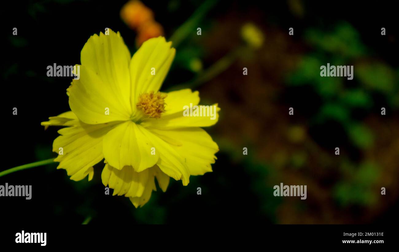 Beautiful and amazing Sulfur cosmos Flower Stock Photo - Alamy