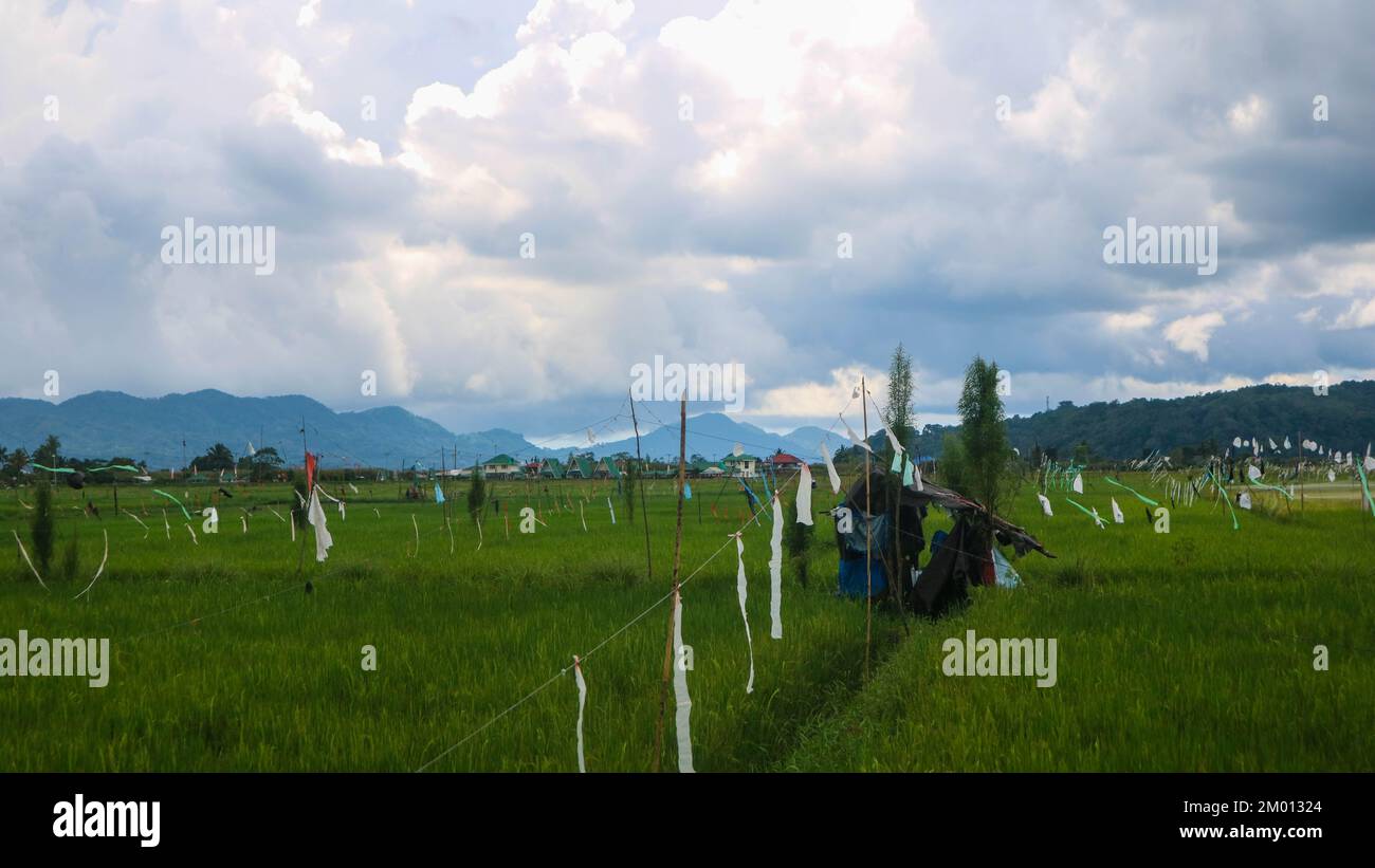 cabin in the middle of beautiful rice fields with cloudy skies Stock ...