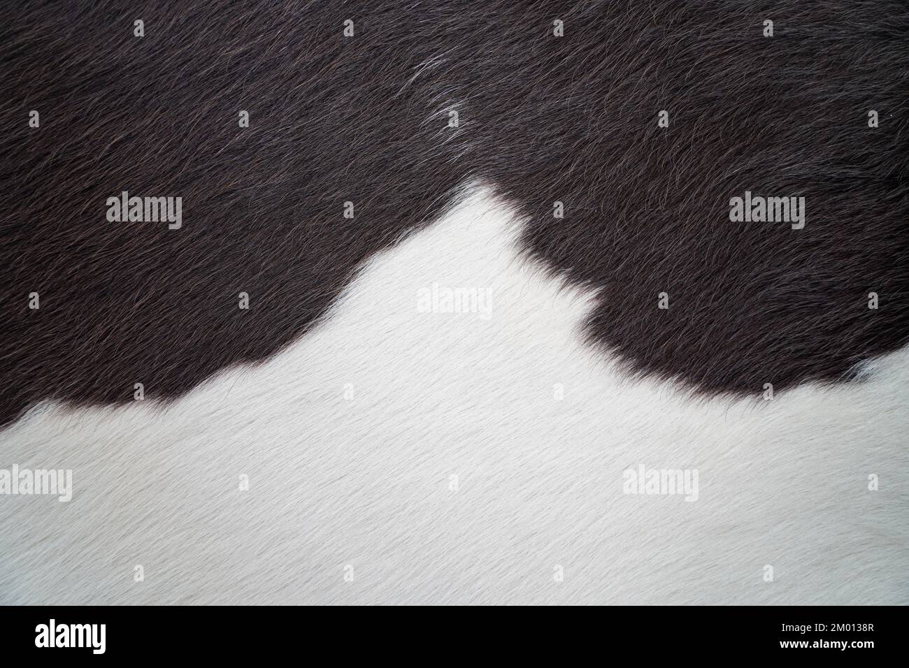 Black hairy skin hi-res stock photography and images - Alamy