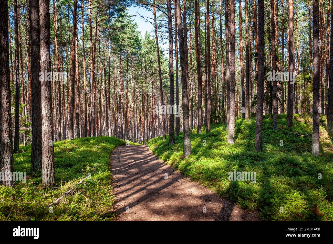 Walkway with green trees in forest. Pathway way through forest Stock ...