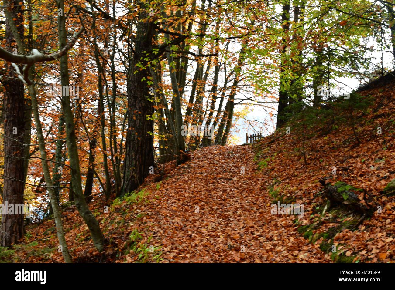 Naturpark trudener horn hi-res stock photography and images - Alamy