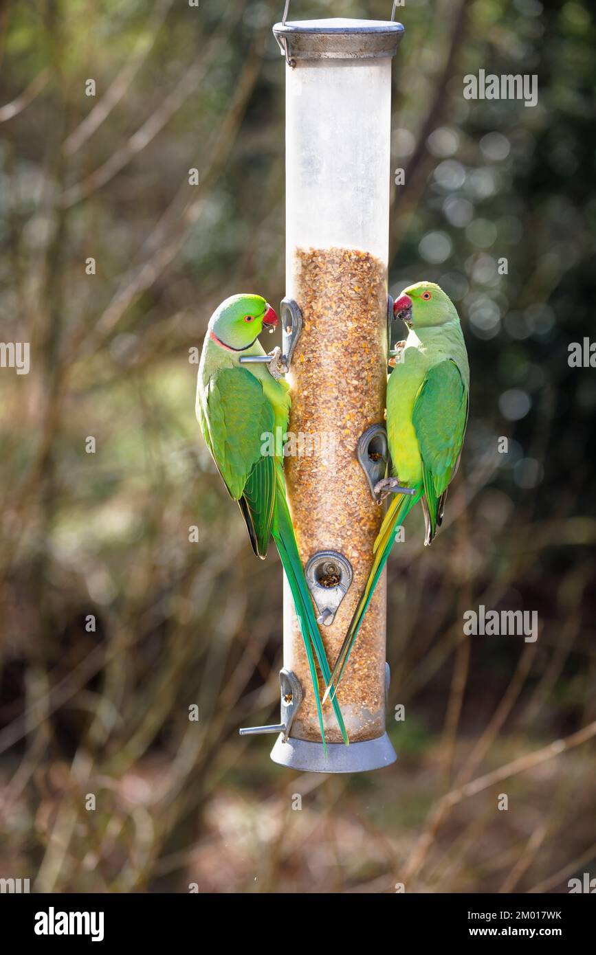 2 ring-necked parakeets (Psittacula krameri), an introduced species ...