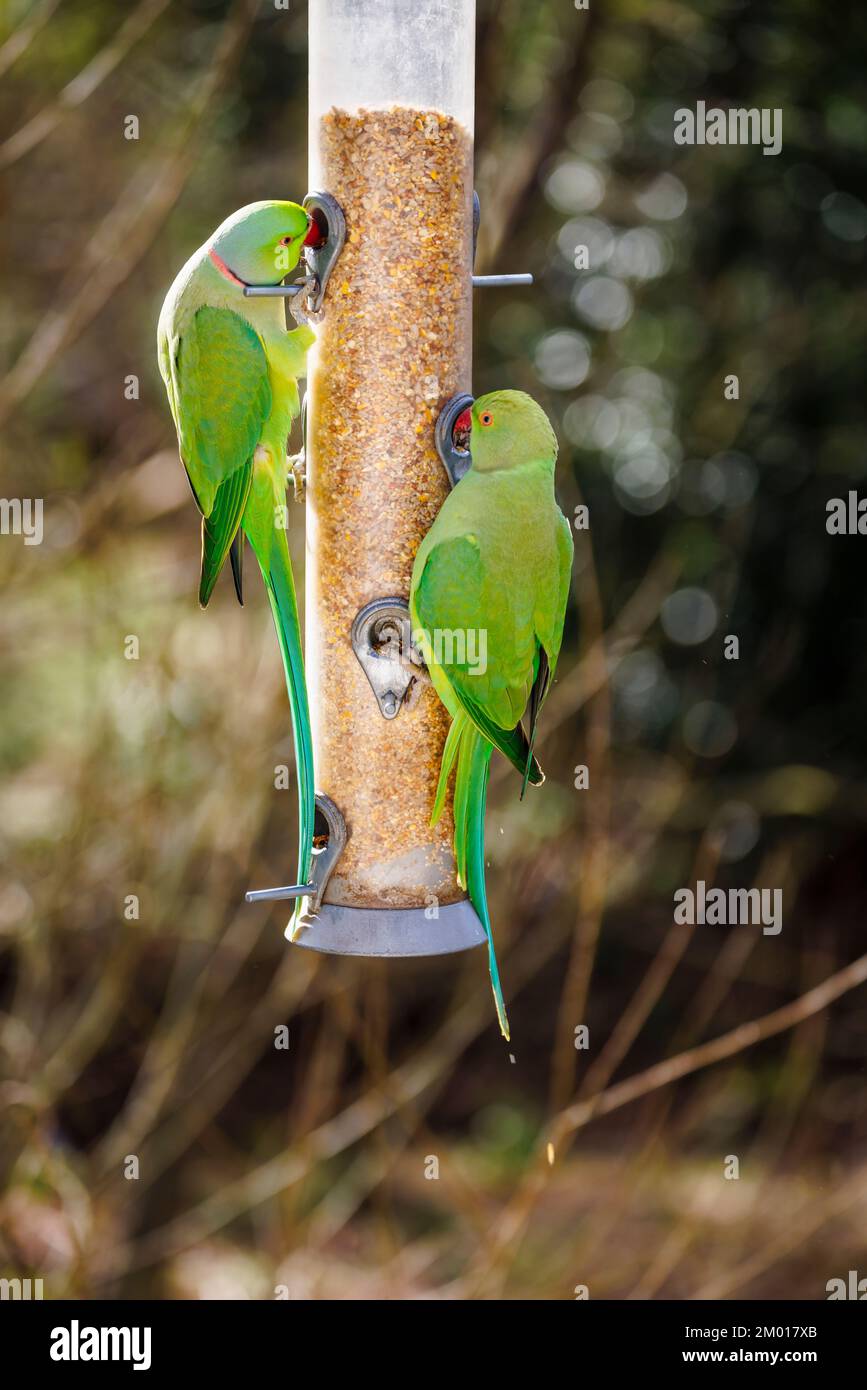 2 ring-necked parakeets (Psittacula krameri), an introduced species ...