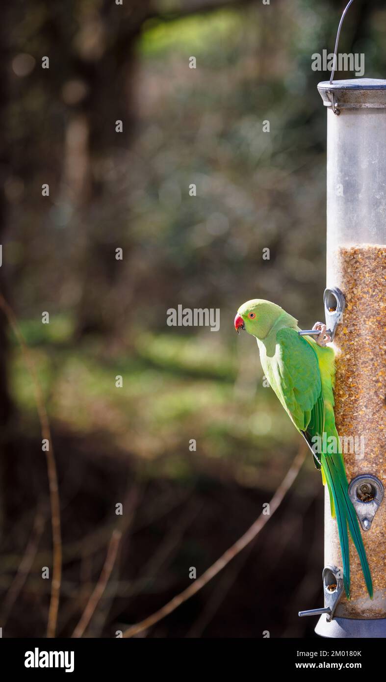 A ring-necked parakeet (Psittacula krameri), an introduced species ...