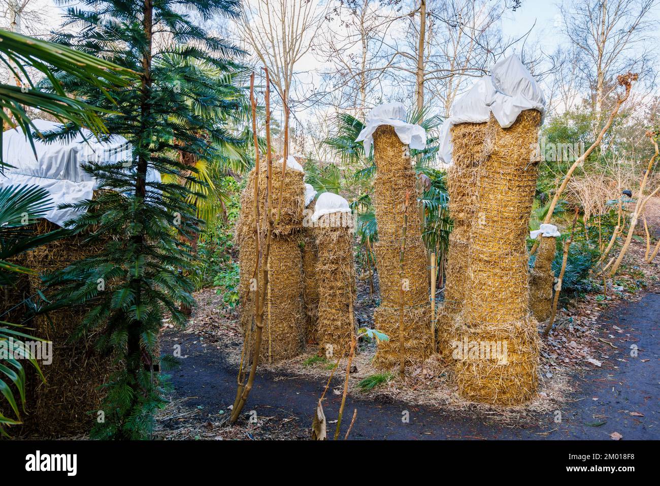Musa basjoo protected by a straw wrapping from frost and cold weather ...