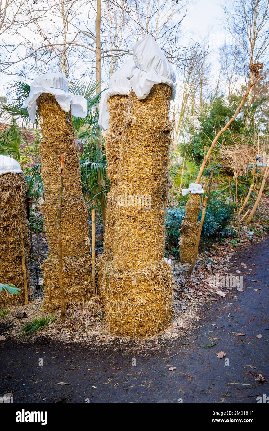 Musa basjoo protected by a straw wrapping from frost and cold weather ...
