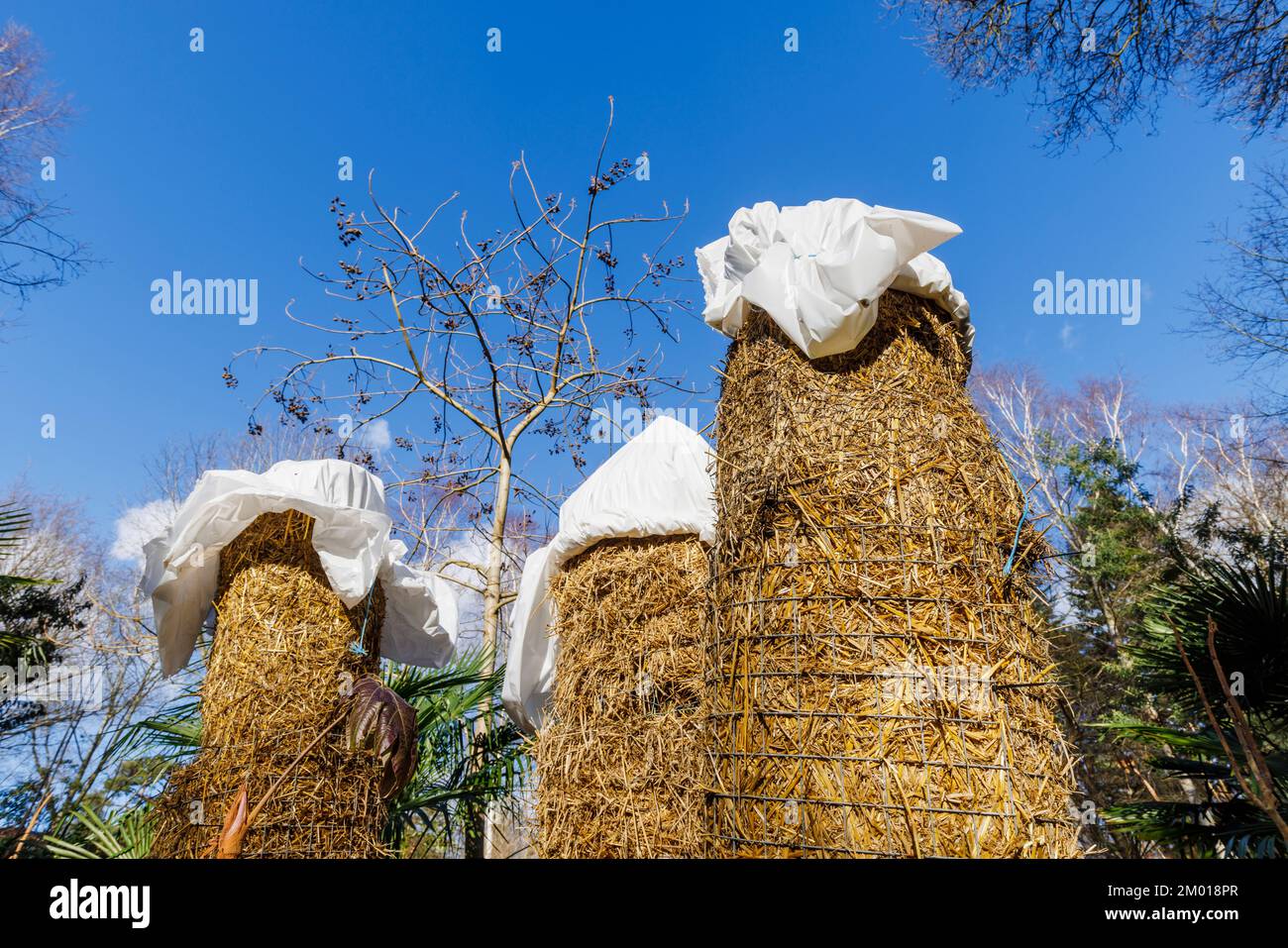 Musa basjoo protected by a straw wrapping from frost and cold weather ...