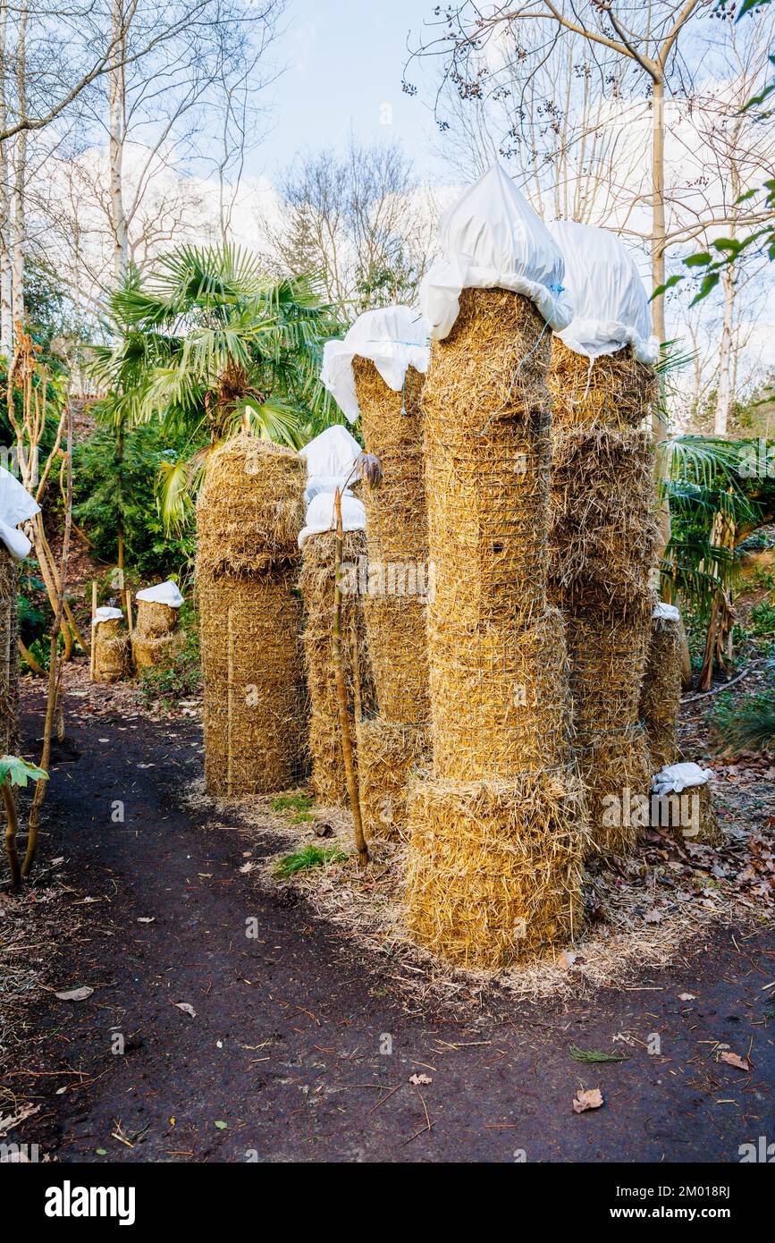 Musa basjoo protected by a straw wrapping from frost and cold weather ...