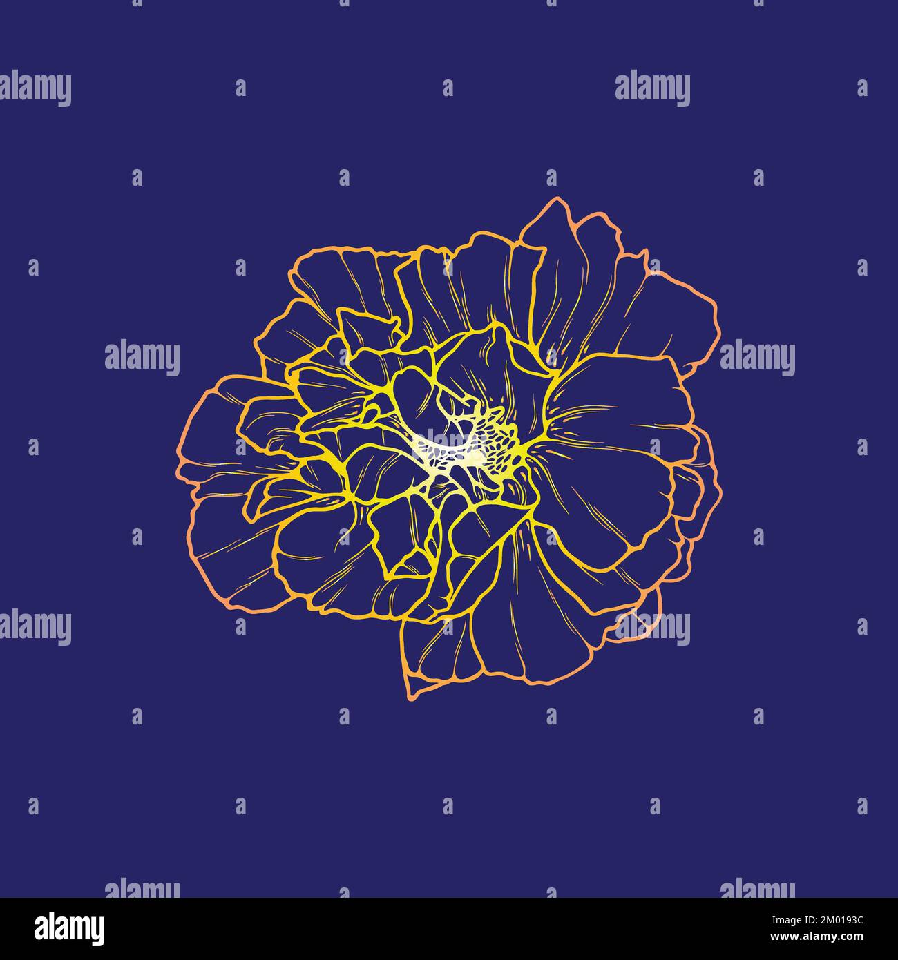 Vector sunflower hi-res stock photography and images - Alamy
