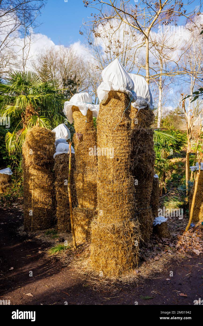 Musa basjoo protected by a straw wrapping from frost and cold weather ...