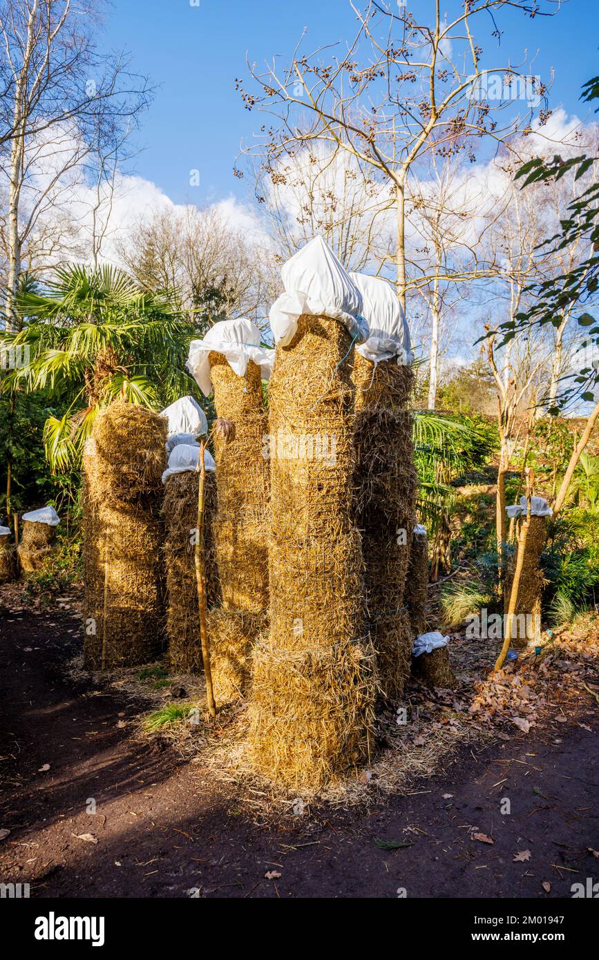 Musa basjoo protected by a straw wrapping from frost and cold weather ...