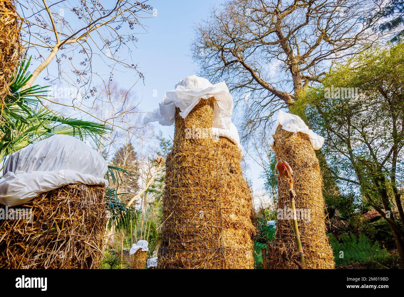 Musa basjoo protected by a straw wrapping from frost and cold weather ...