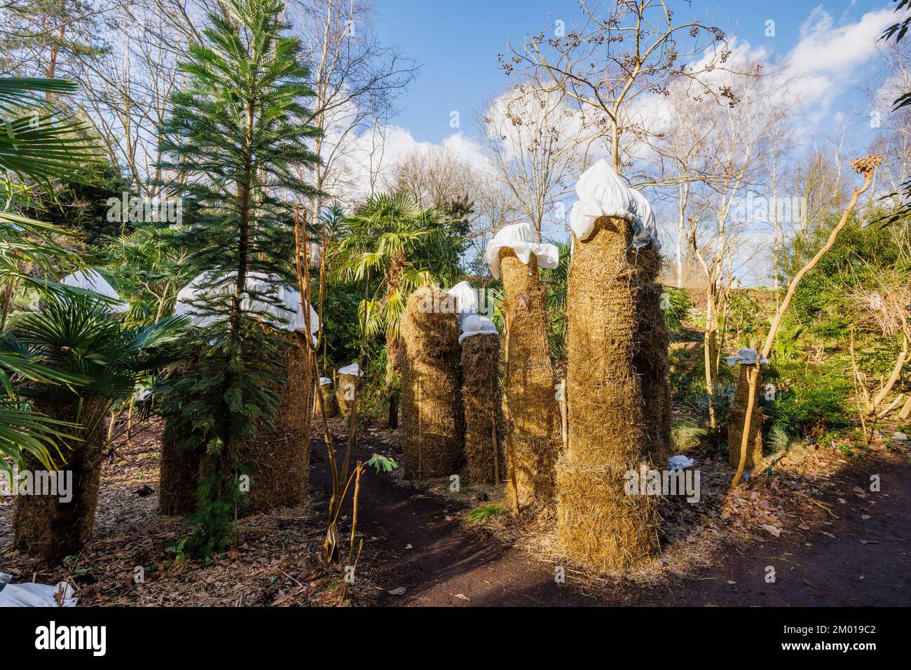 Musa basjoo protected by a straw wrapping from frost and cold weather ...
