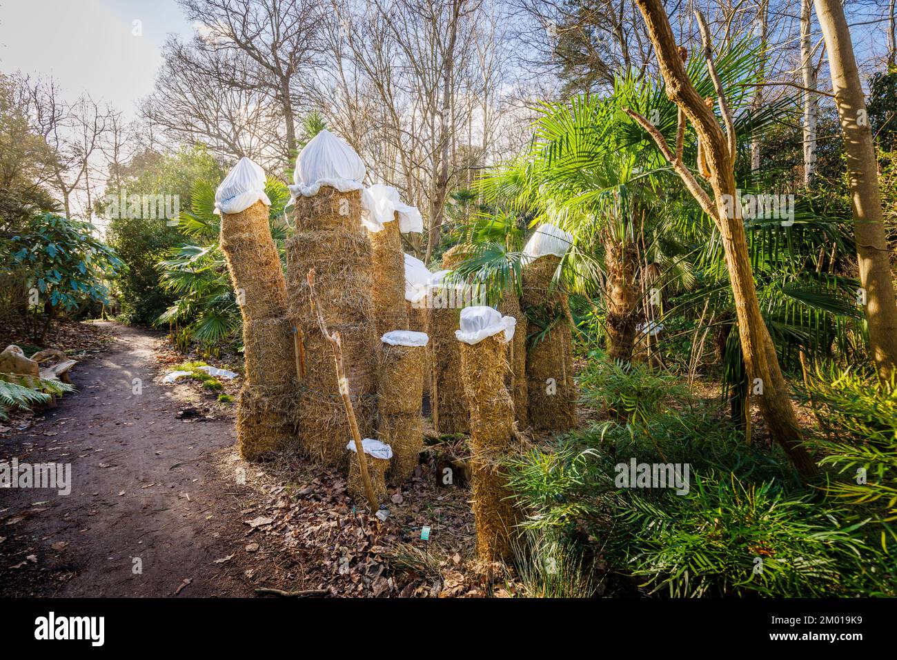 Musa basjoo protected by a straw wrapping from frost and cold weather ...